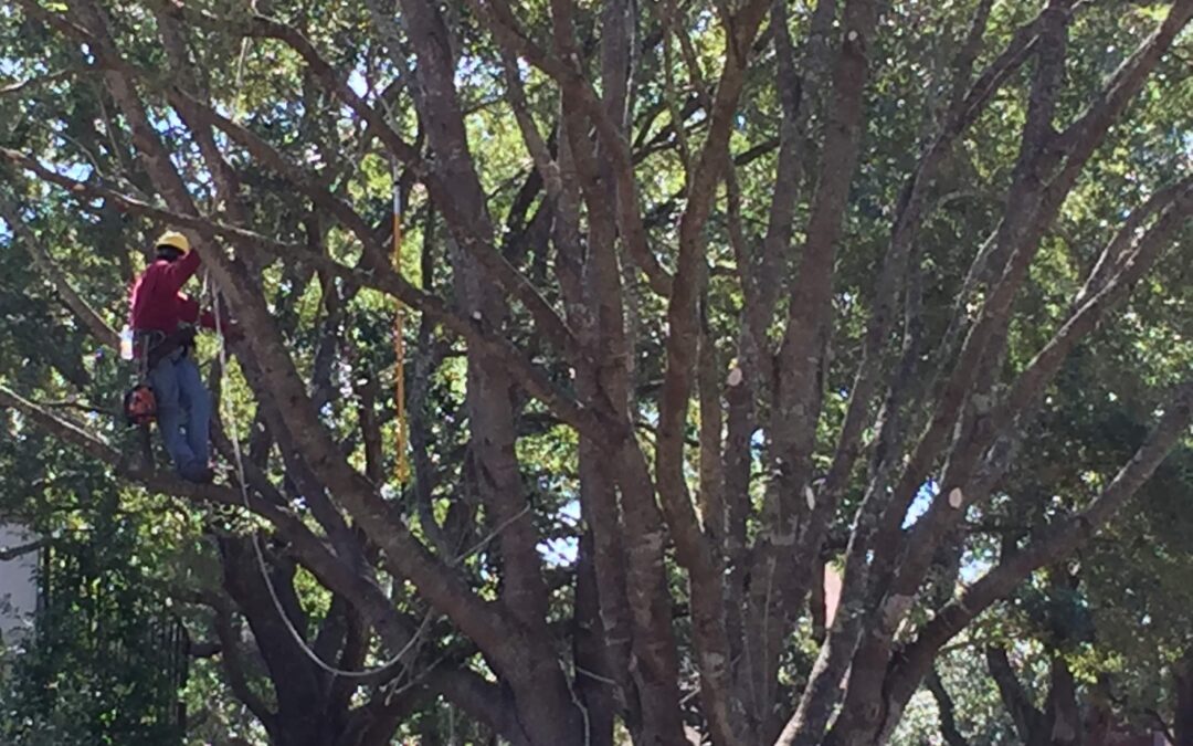sticks-tree-service-magnolia | Sticks Tree Service Houston Northwest