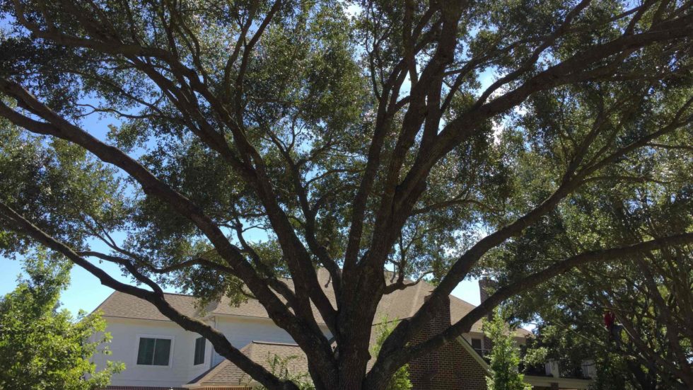 Tree Service Near Me | Sticks Tree Service Houston Northwest